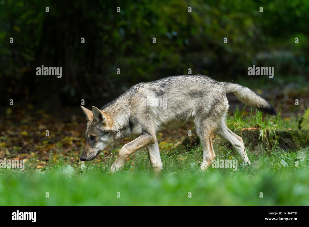 Grey wolf in the forest Stock Photo - Alamy