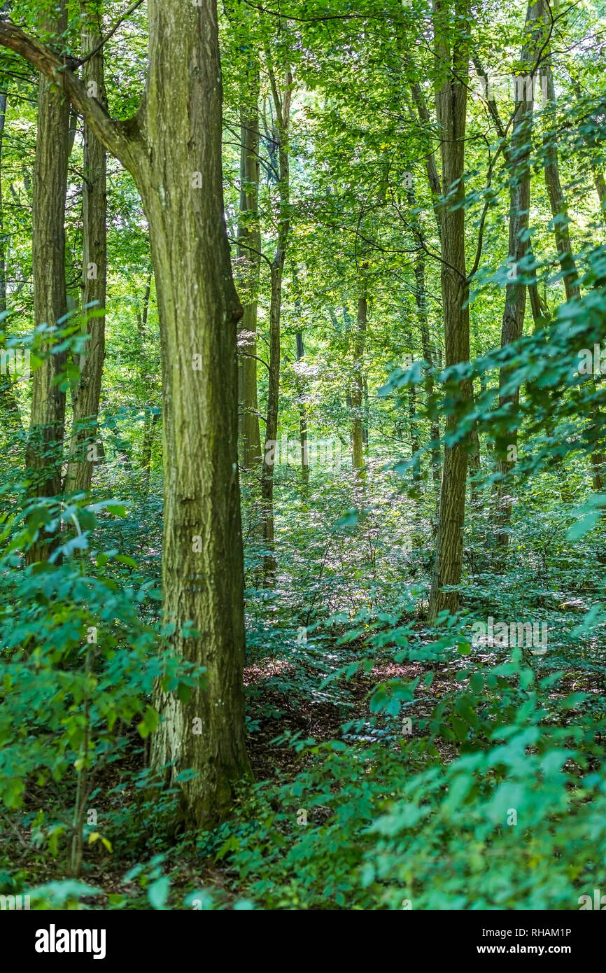 Thicket bushes hi-res stock photography and images - Alamy