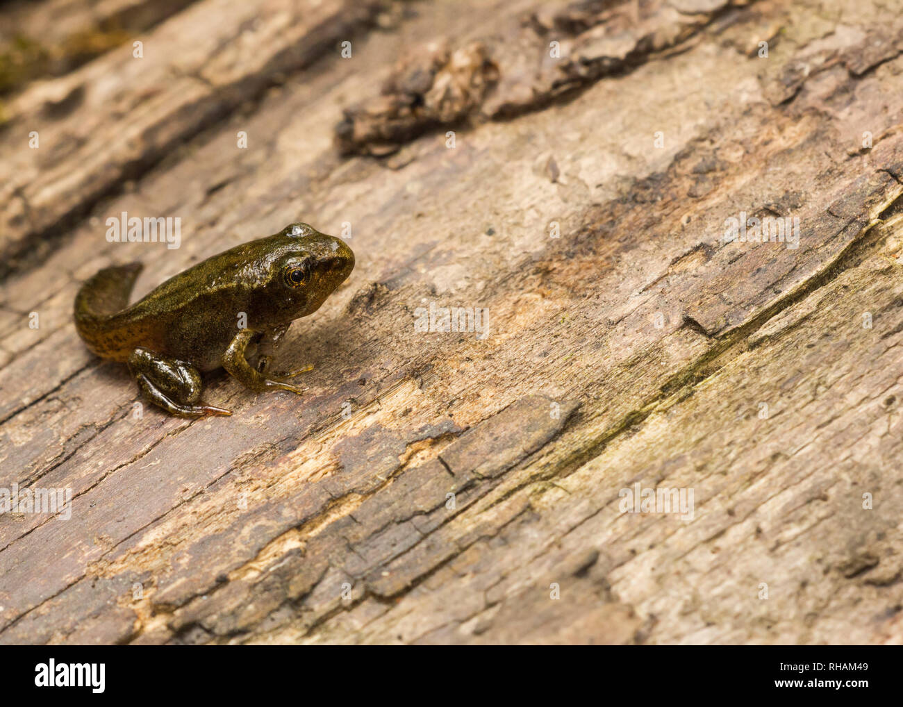 Common Froglet with tail on wood, Derbyshire UK Stock Photo - Alamy