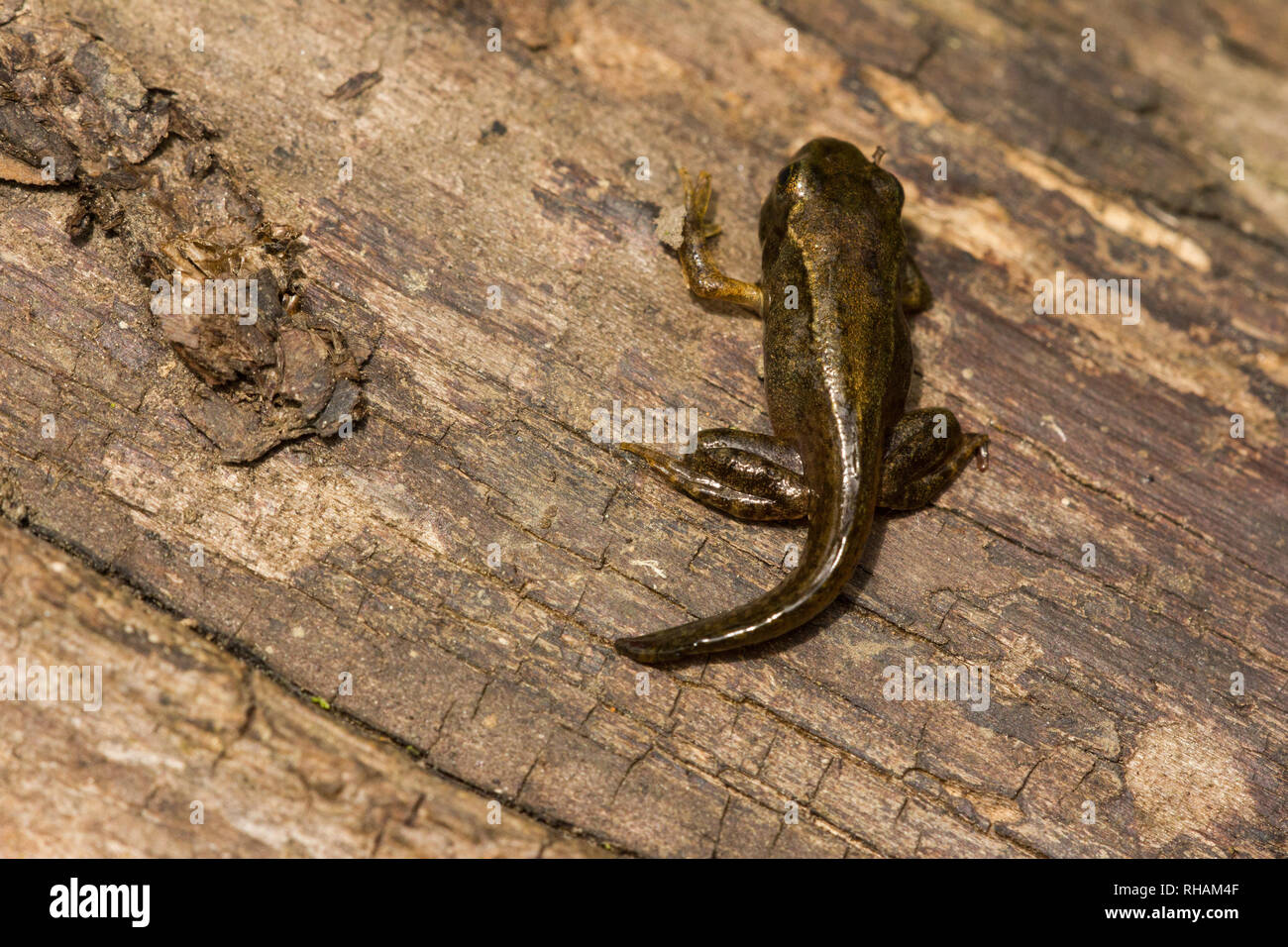 Froglet with tail hi-res stock photography and images - Alamy