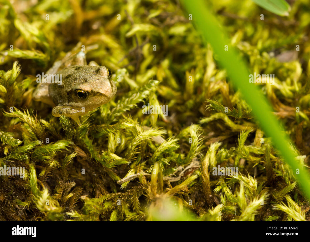 Froglet on moss Stock Photo - Alamy