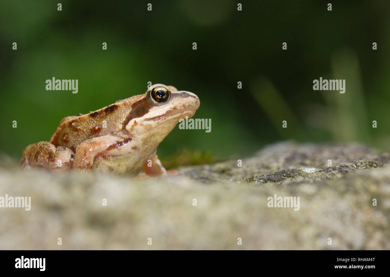 Young common frog hi-res stock photography and images - Alamy