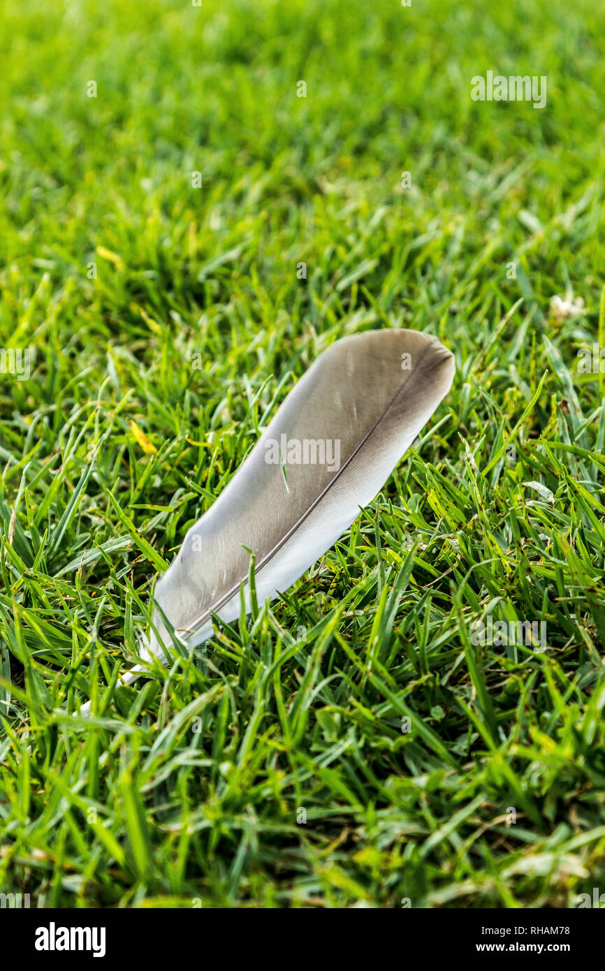 Bird feather in the morning dew hi-res stock photography and images - Alamy