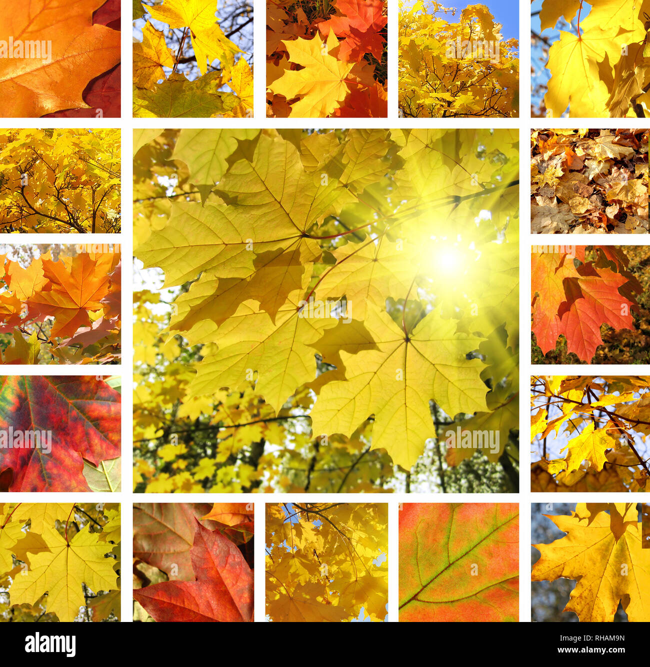Collage from photos of beautiful autumn maple leaves Stock Photo - Alamy