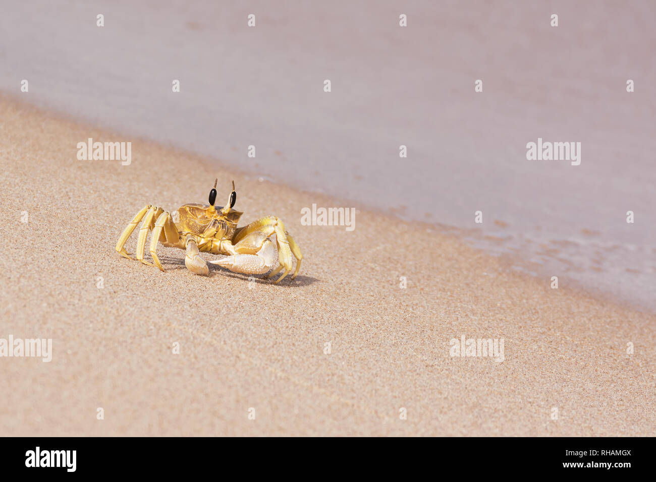 Single crab hi-res stock photography and images - Alamy