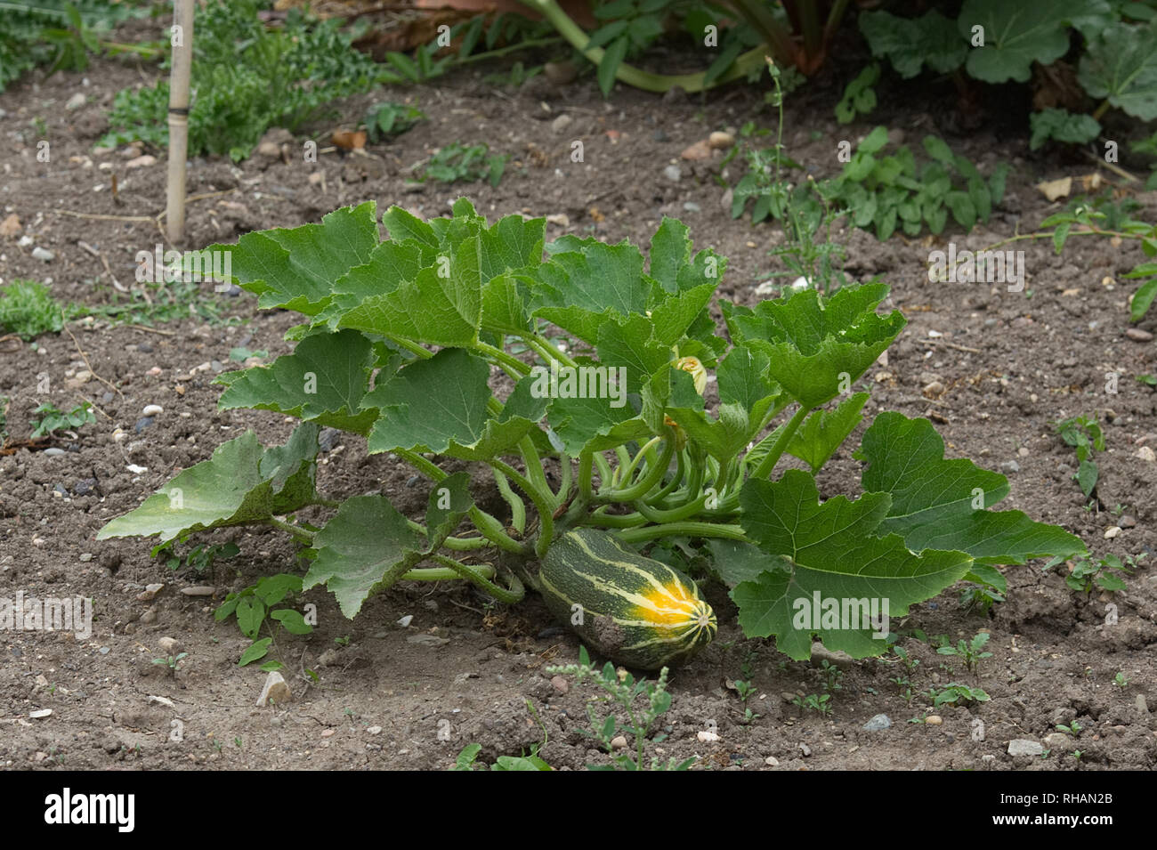 Marrows growing in an allotment hi-res stock photography and images - Alamy
