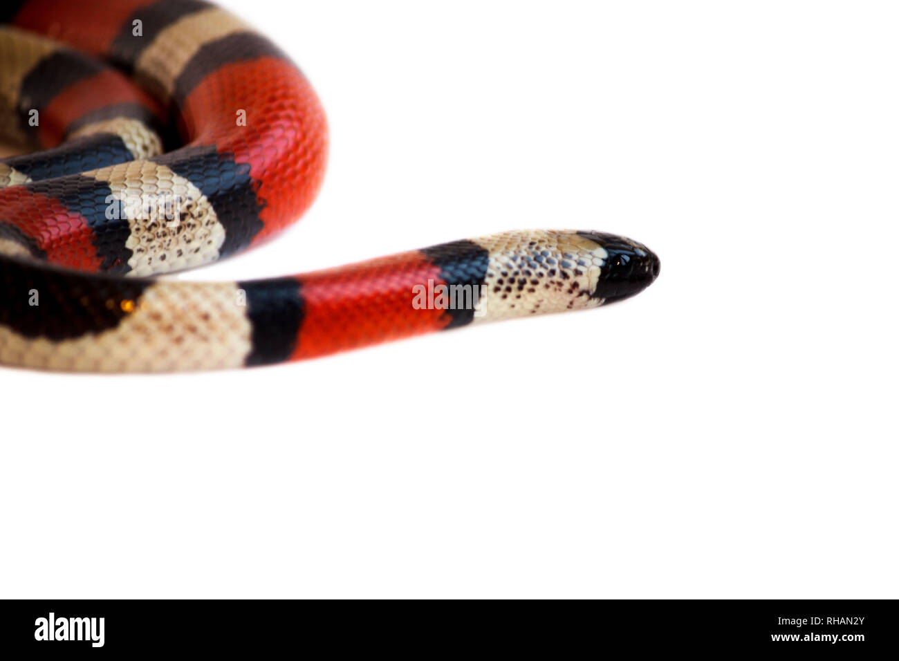 Young Scarlet kingsnake Lampropeltis elapsoides. Nonpoisonous snake ...