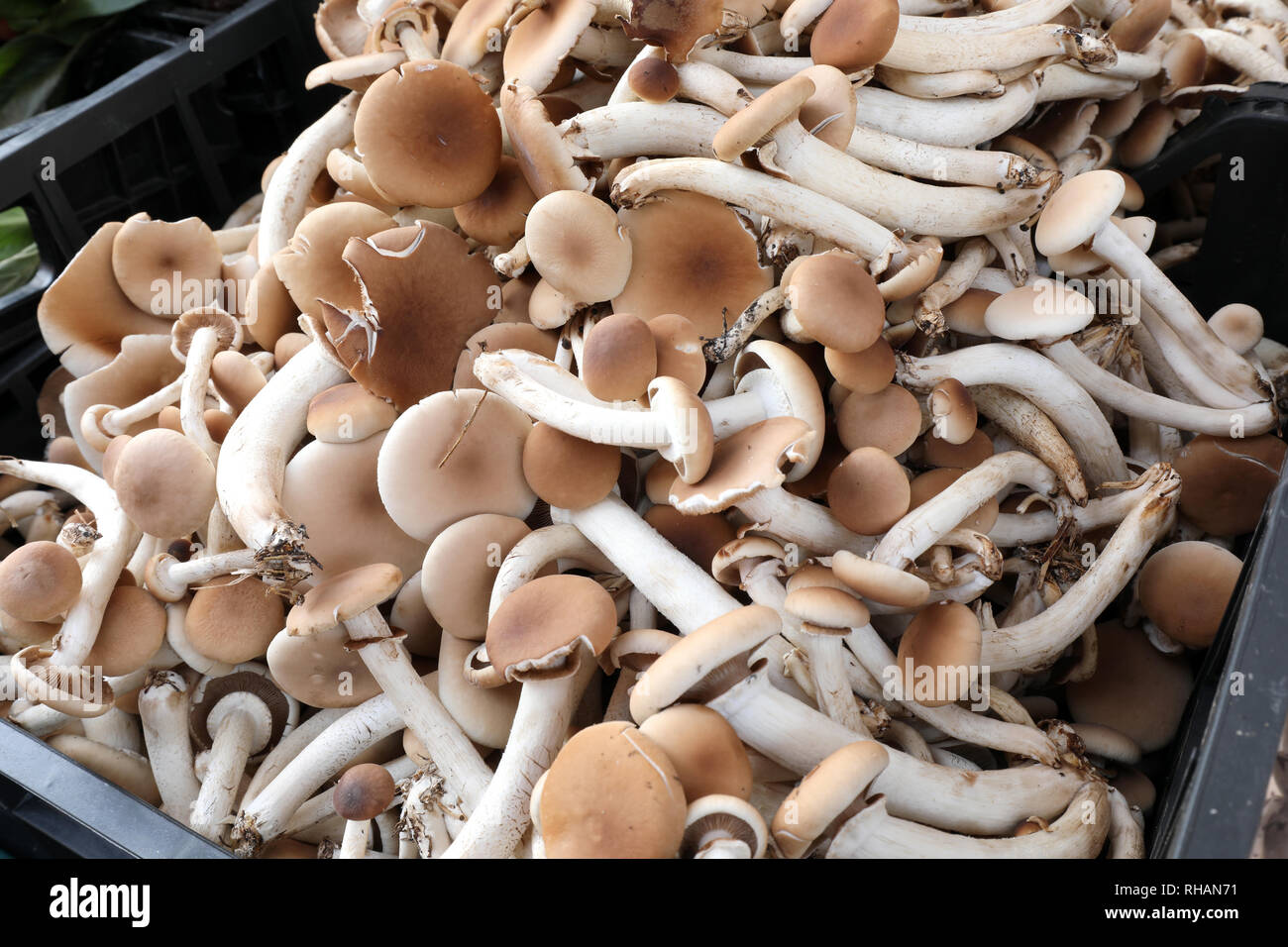 fresh raw edible mushrooms called Cyclocybe aegerita also called ...