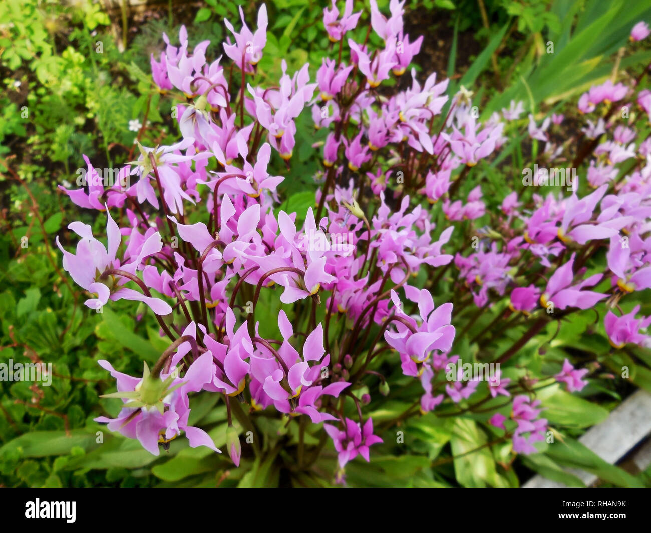 Purple Cyclamen Magenta - European Cyclamen, Red Cyclamen, Dryakva ...