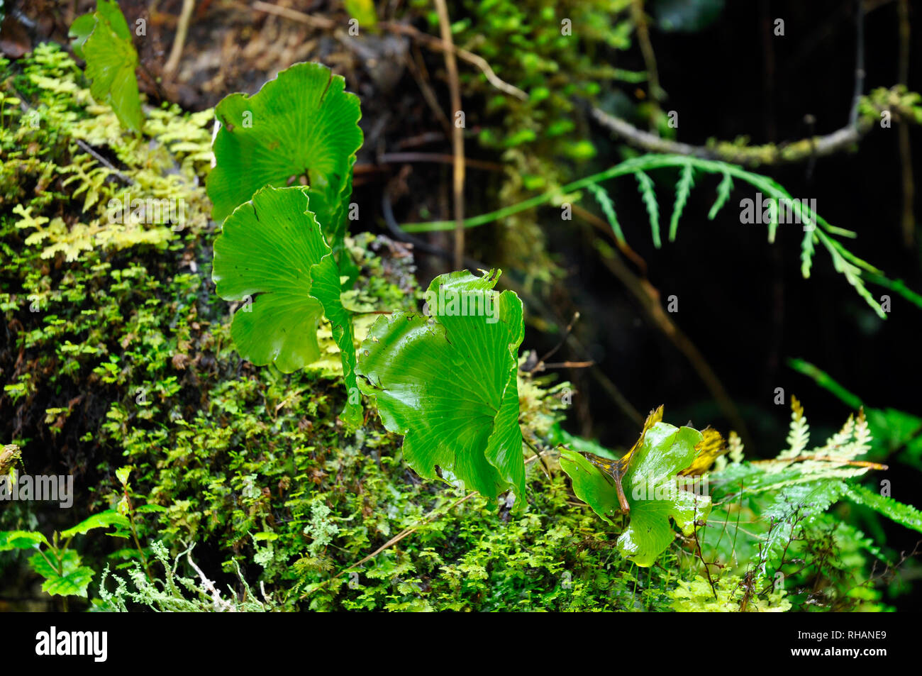 Filmy hi-res stock photography and images - Alamy