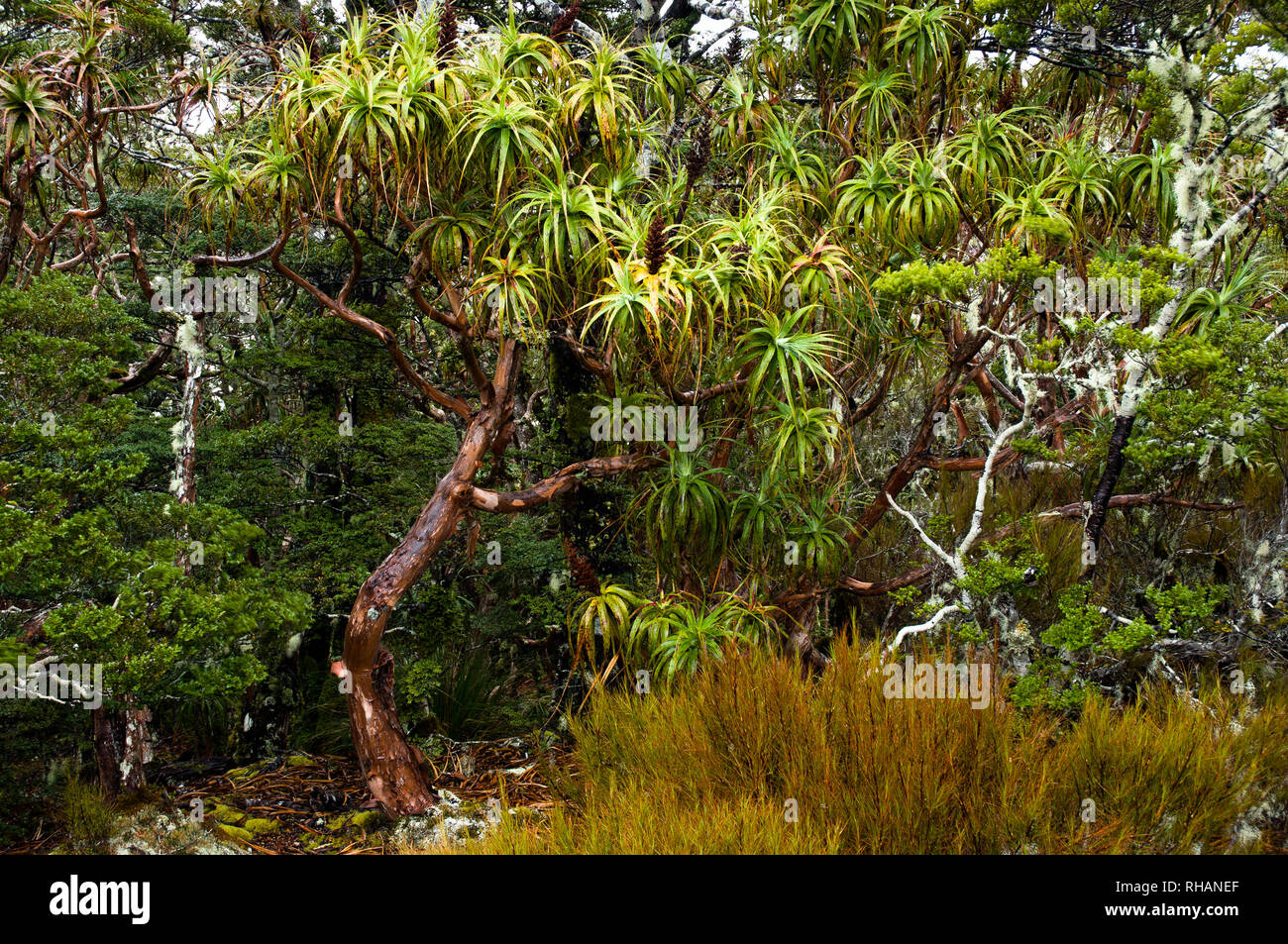 Elfin forest New Zealand, Dracophyllum plants Stock Photo - Alamy