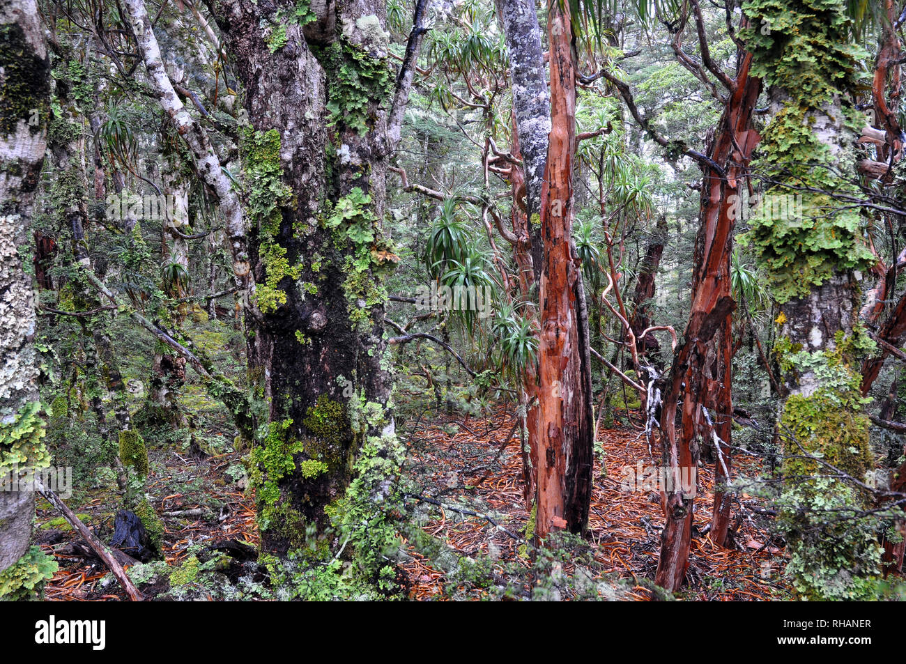 Elfin forest New Zealand, Dracophyllum plants Stock Photo - Alamy