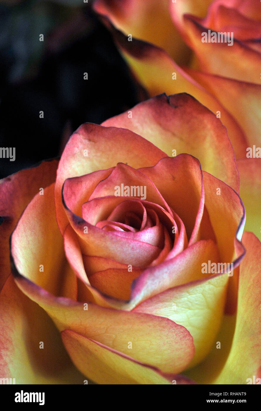 red and yellow rose Stock Photo - Alamy