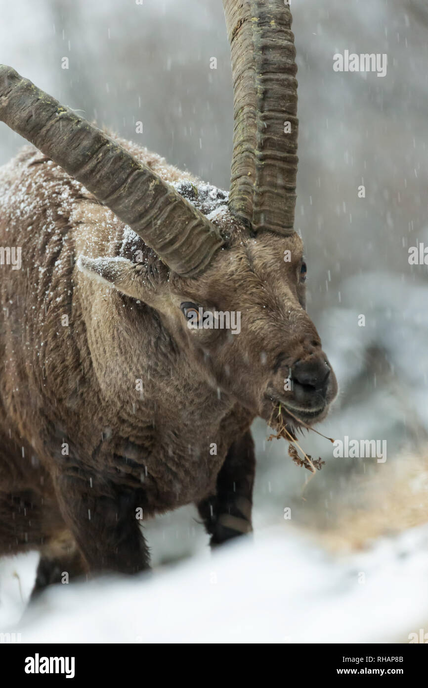 Ibex mountain, portrait (Capra Ibex Stock Photo - Alamy