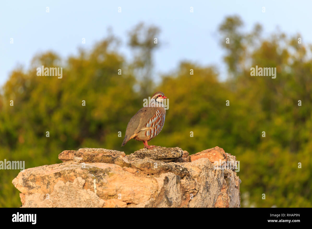 Flying partridge red bird hi-res stock photography and images - Alamy