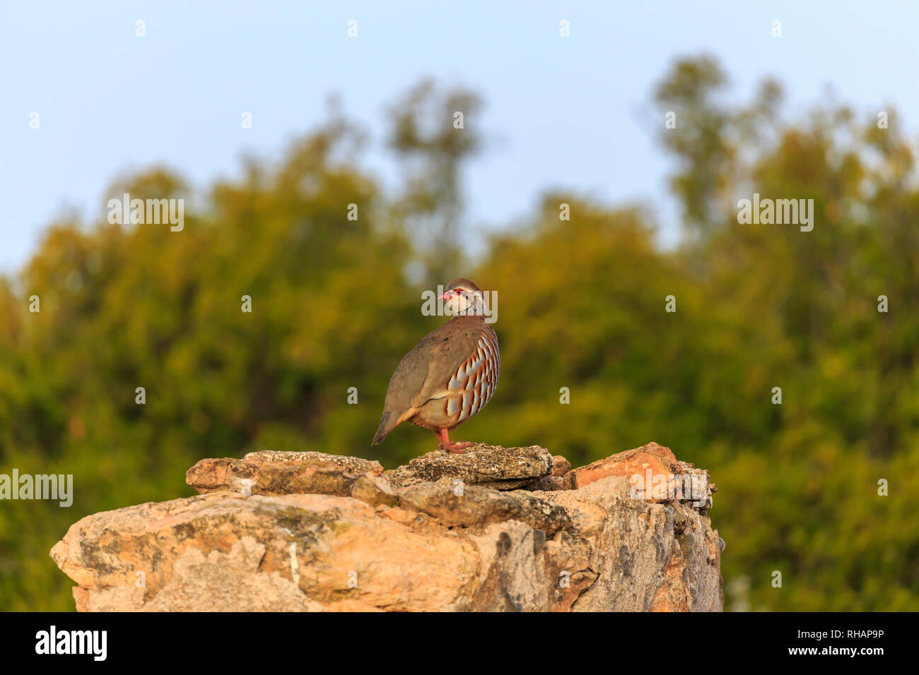 Flying partridge hi-res stock photography and images - Alamy