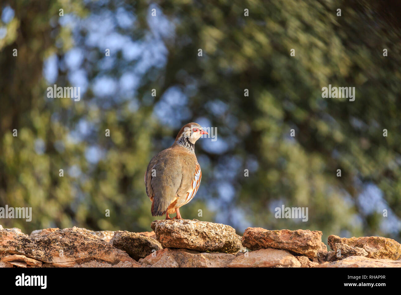 Flying partridge hi-res stock photography and images - Alamy