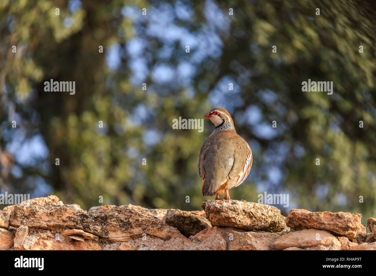 Flying partridge red bird hi-res stock photography and images - Alamy