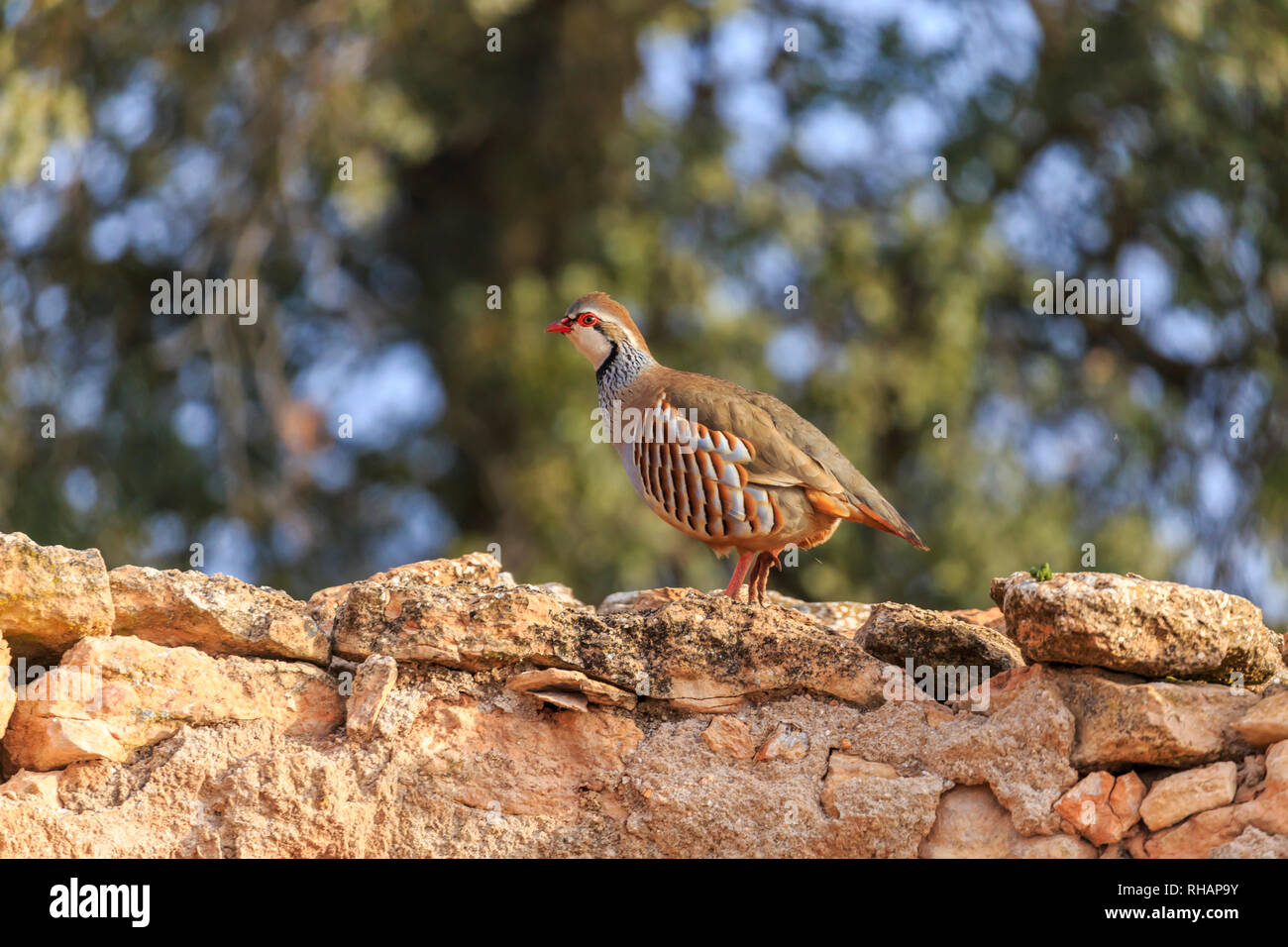 Flying partridge hi-res stock photography and images - Alamy