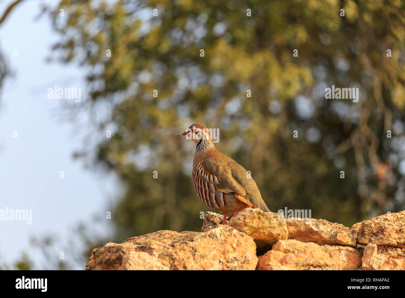 Flying partridge hi-res stock photography and images - Alamy