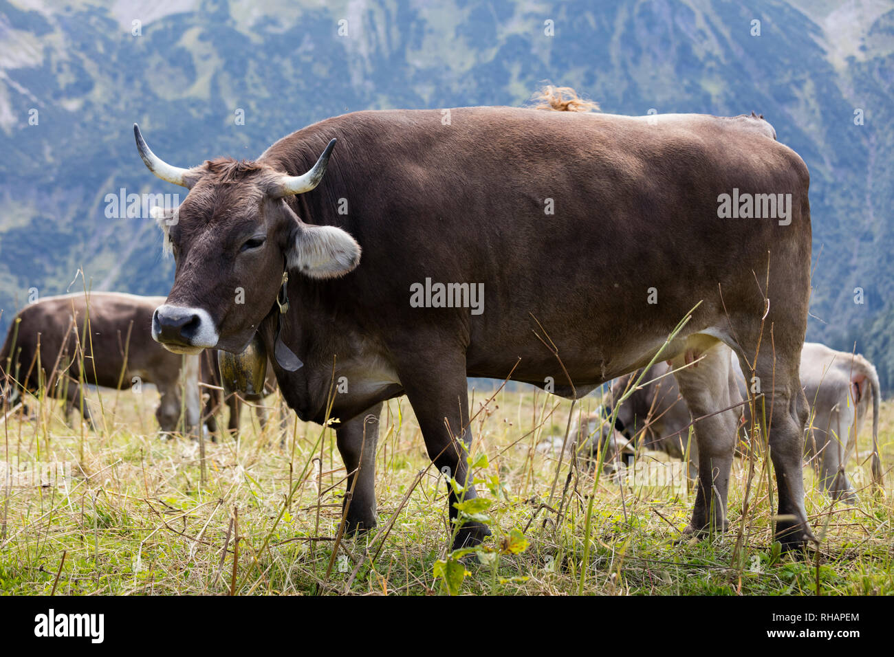 Swiss brown cow allgau hi-res stock photography and images - Alamy