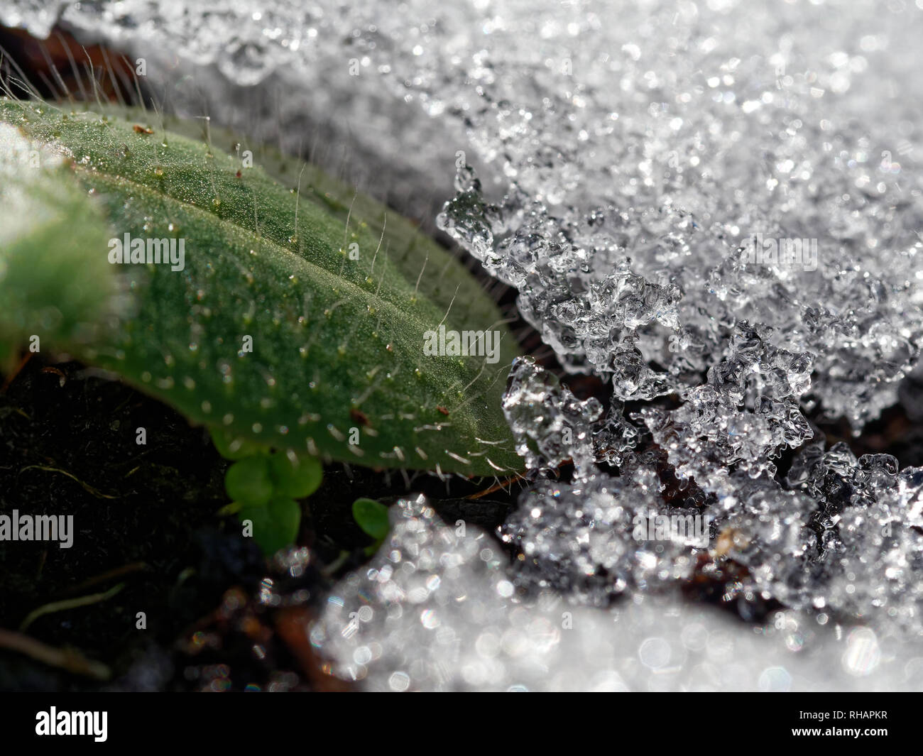 Micro snow hi-res stock photography and images - Alamy