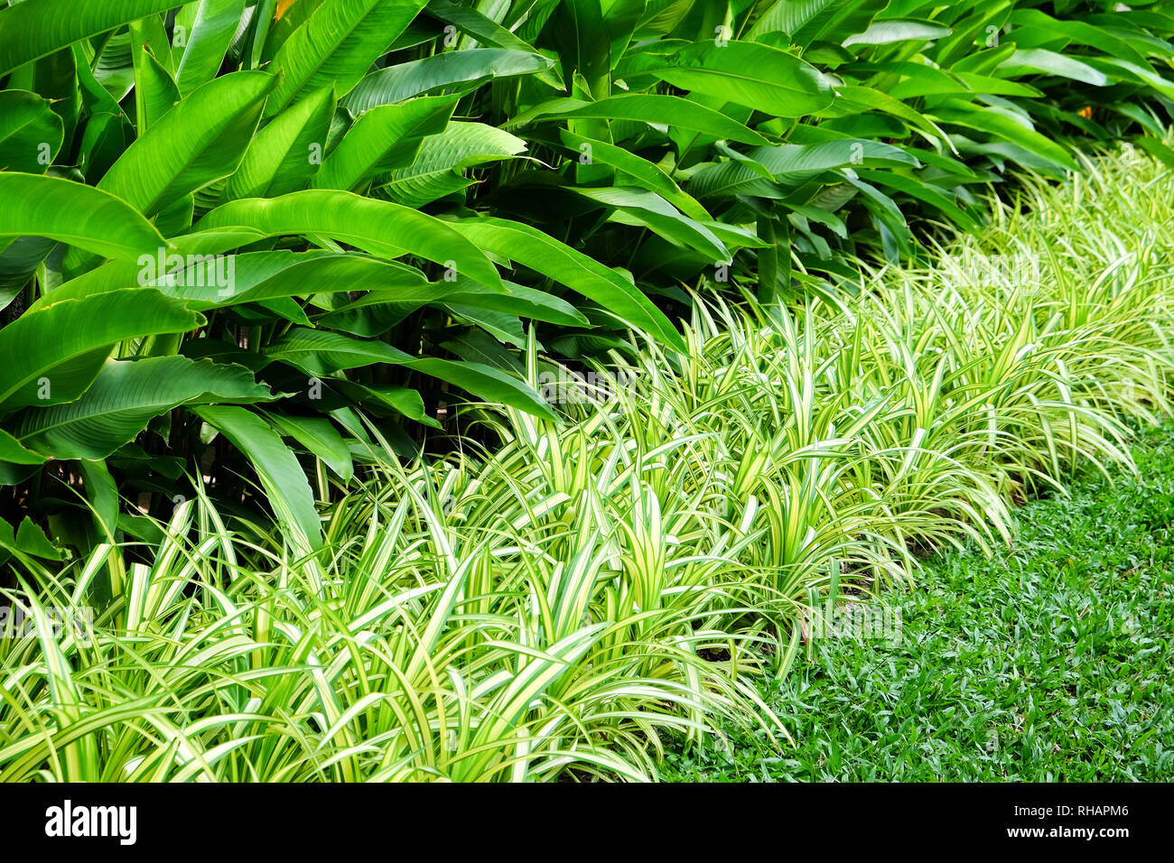Green Hedge Garden Stock Photo - Alamy