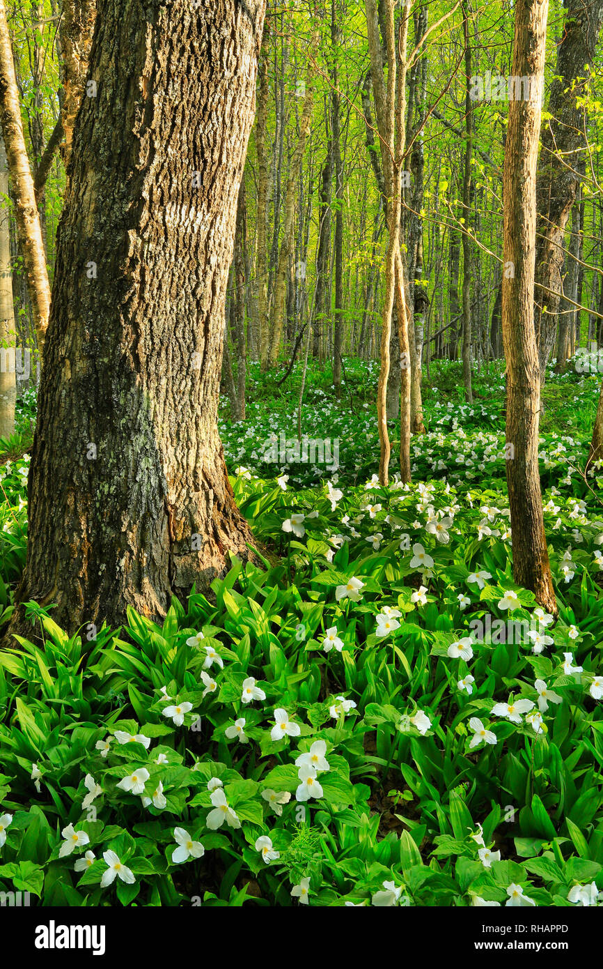 Trillium, Near Miners Castle Overlook, Pictured Rocks National ...