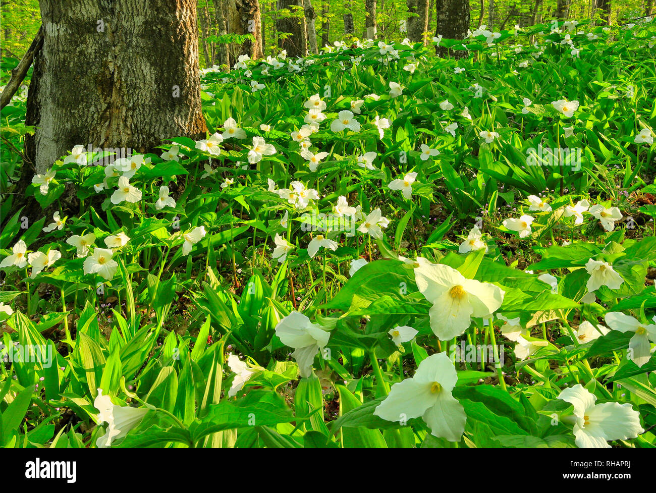 Trillium, Near Miners Castle Overlook, Pictured Rocks National ...
