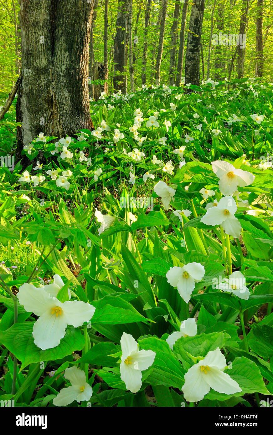 Trillium, Near Miners Castle Overlook, Pictured Rocks National ...