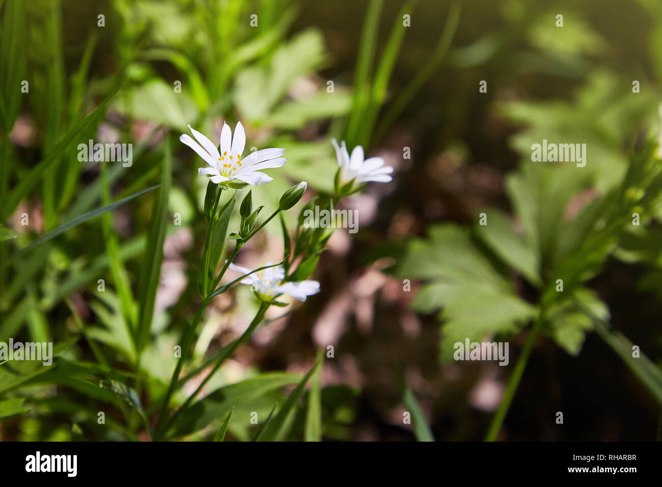 White stellaria delicate flowers. Stellaria growth in field ...