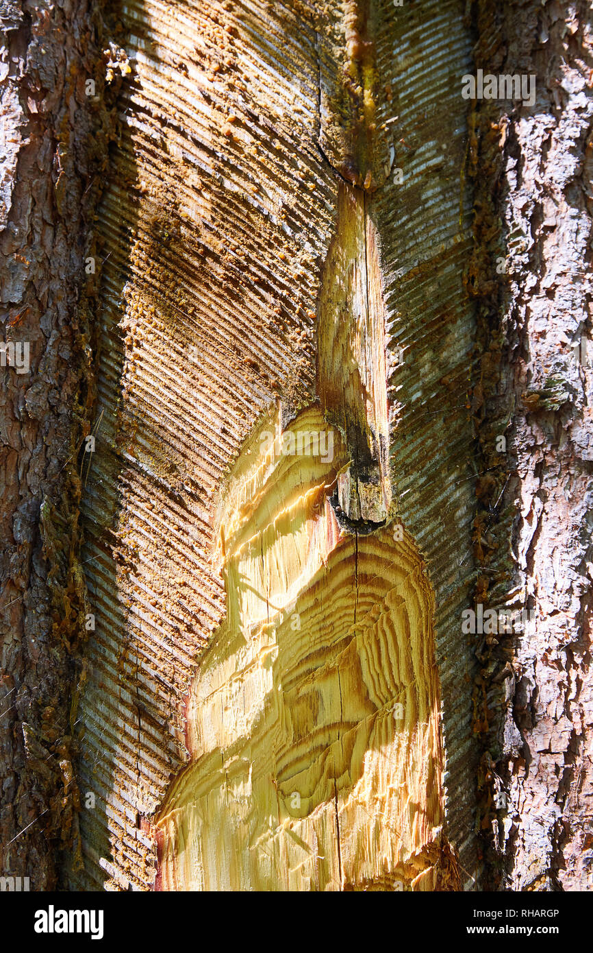 Traces and notches on the trunk of the tree after the collection of ...
