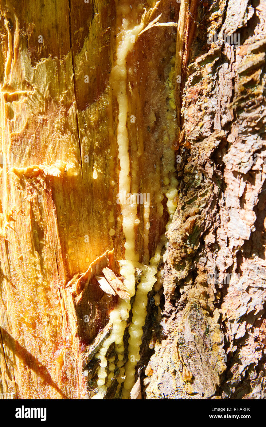 Traces and notches on the trunk of the tree after the collection of ...