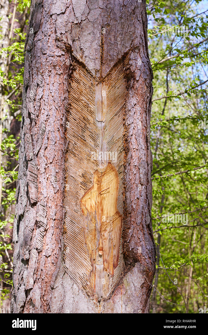 Tree Trunk Resin High Resolution Stock Photography and Images - Alamy