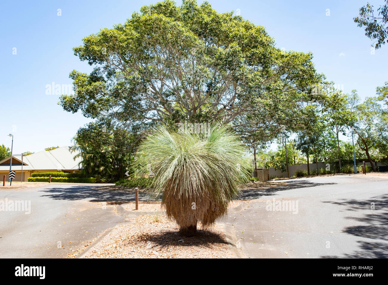 Brisbane suburb designed with australian native trees hi-res stock ...