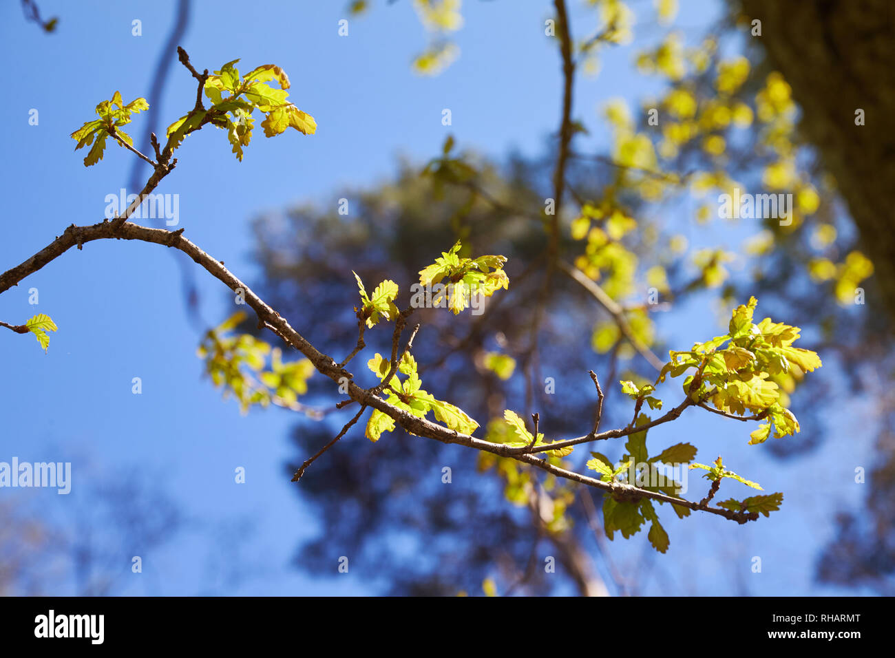 Young oak leaves hi-res stock photography and images - Alamy