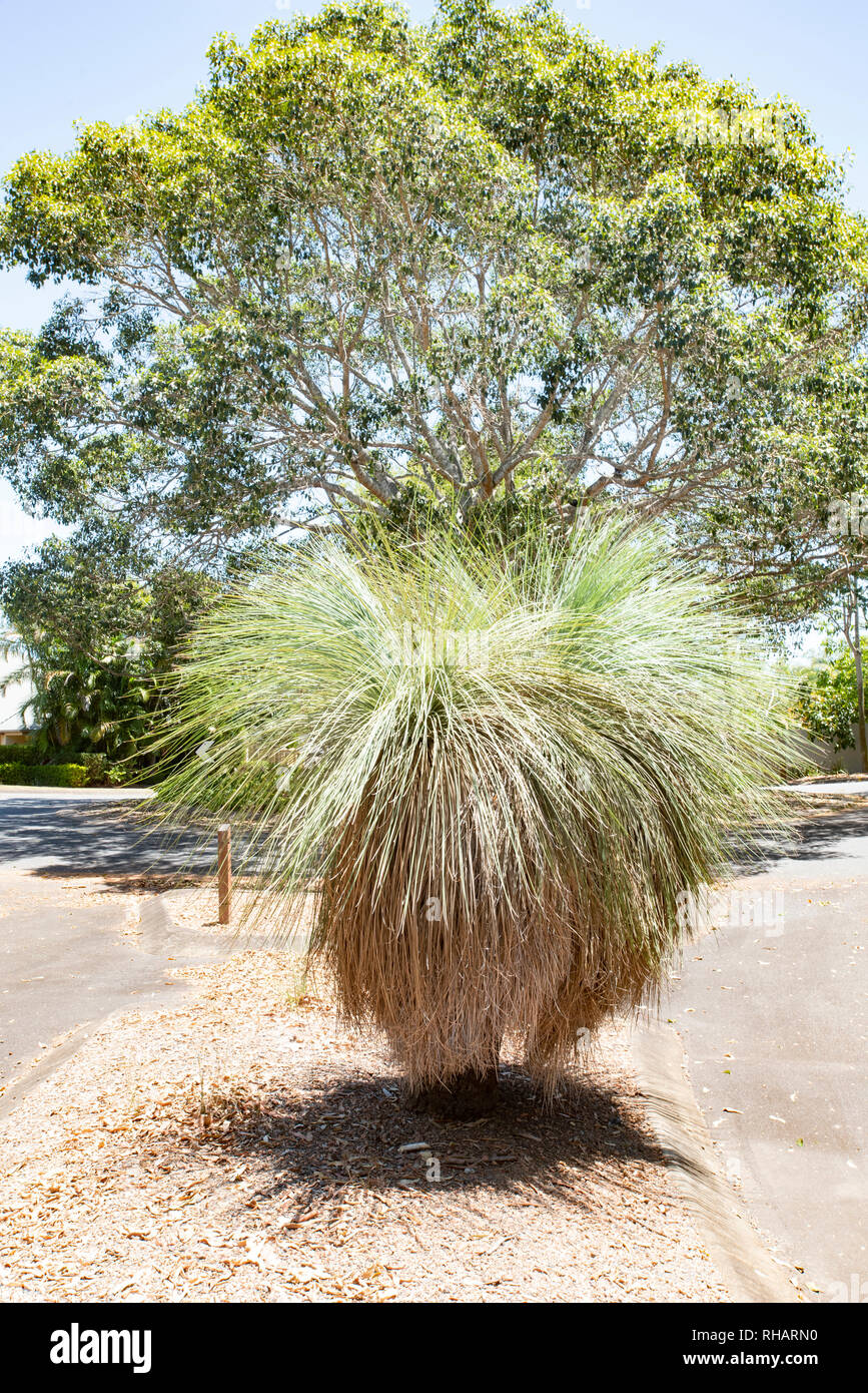 Residential streetscape with many trees Stock Photo - Alamy