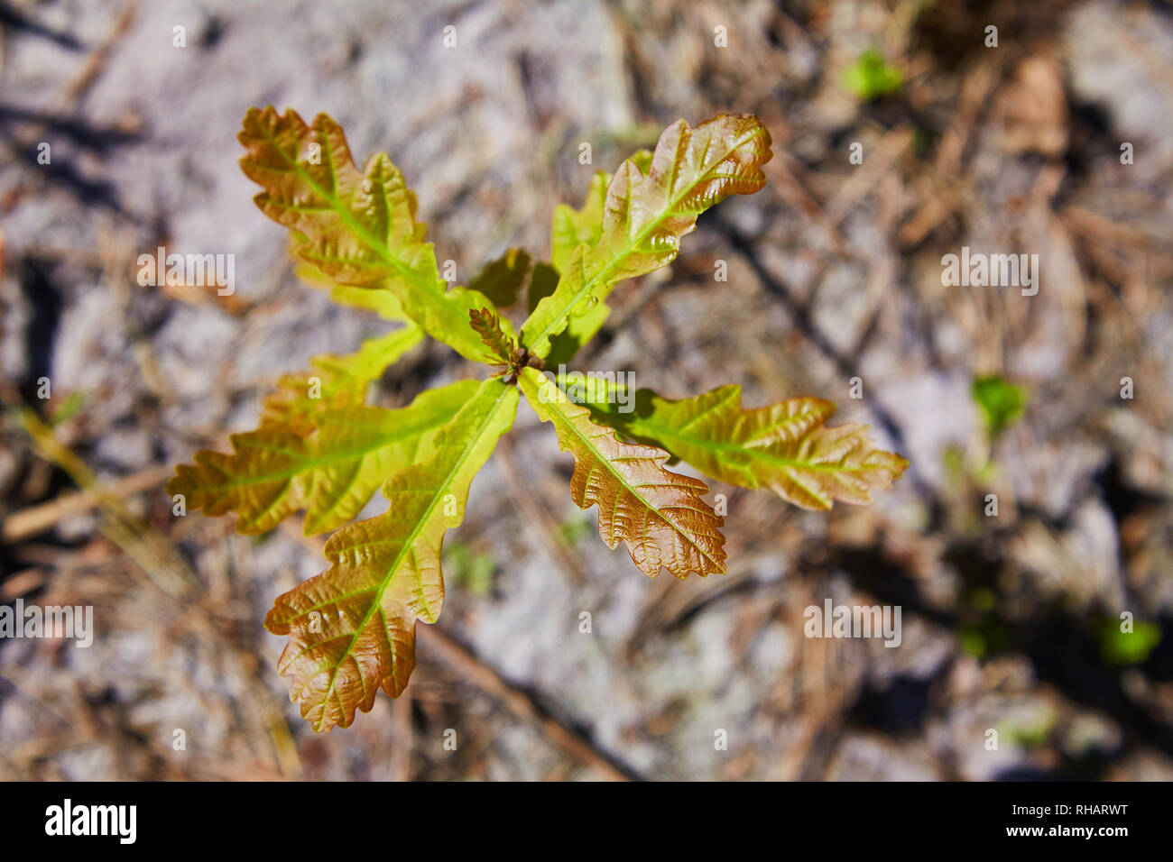 Oak tree sprout with green leaves on soil background among cones ...