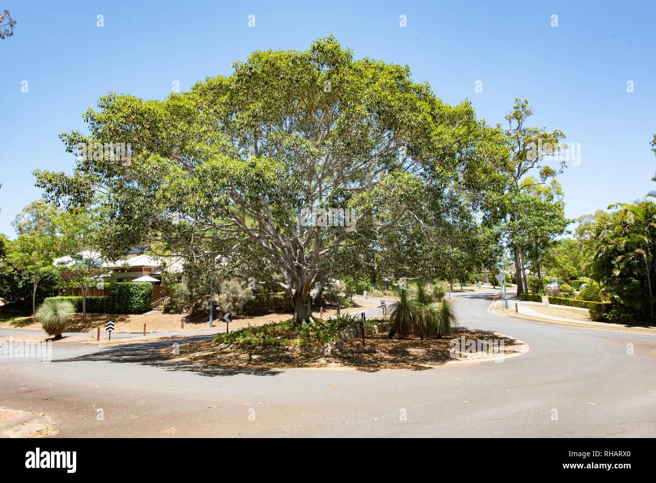Brisbane suburb designed with australian native trees hi-res stock ...