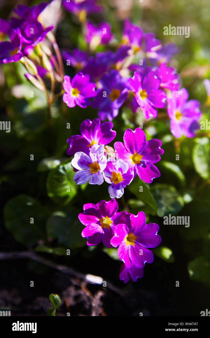 Pink primula vulgaris, primrose. Flowering Pink Primula (Primula ...