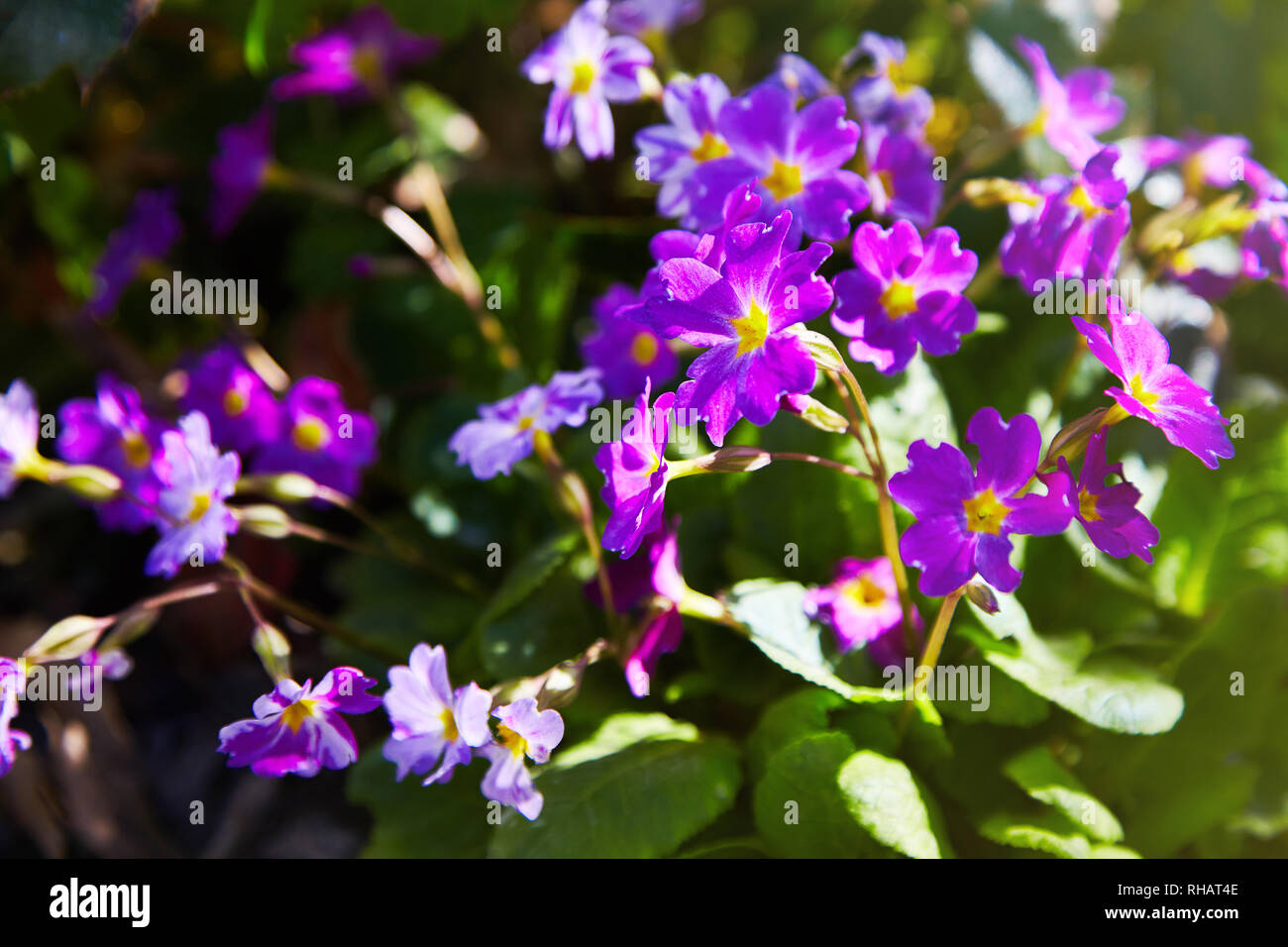 Pink primula vulgaris, primrose. Flowering Pink Primula (Primula ...