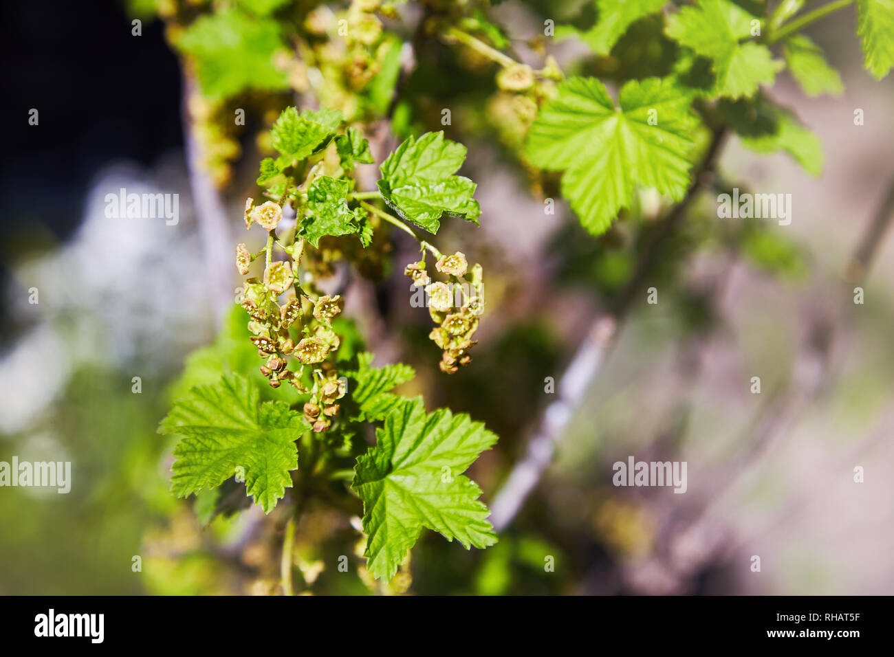 Blooming currant plants in a spring garden. Closeup branches currants ...