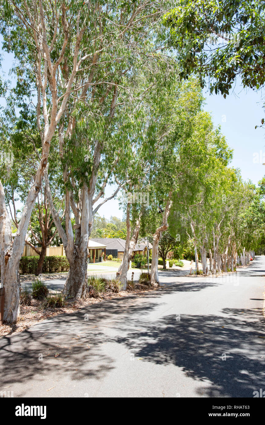 Brisbane suburb designed with australian native trees hi-res stock ...