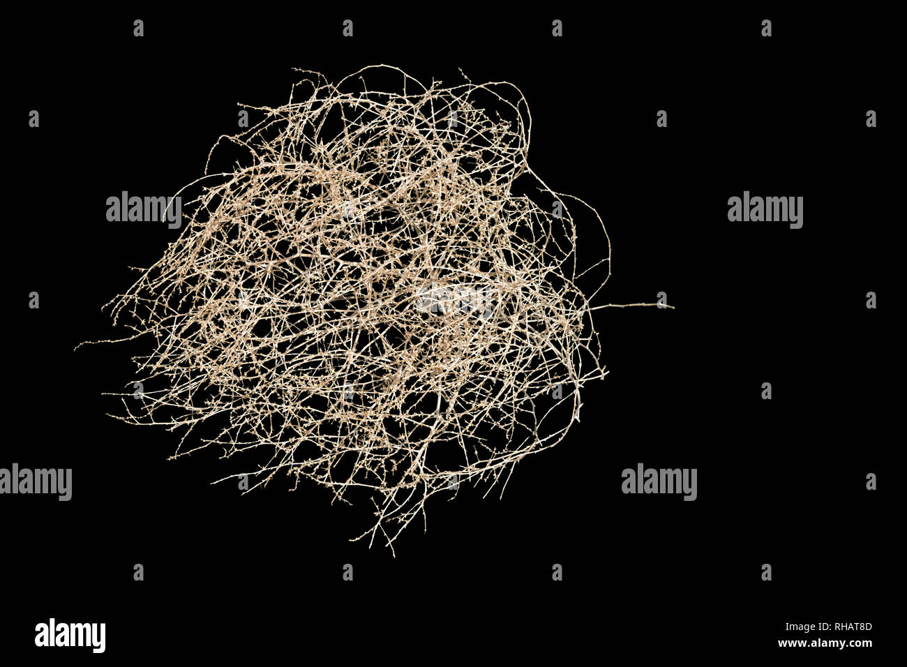 Tumbleweed on black background Stock Photo - Alamy