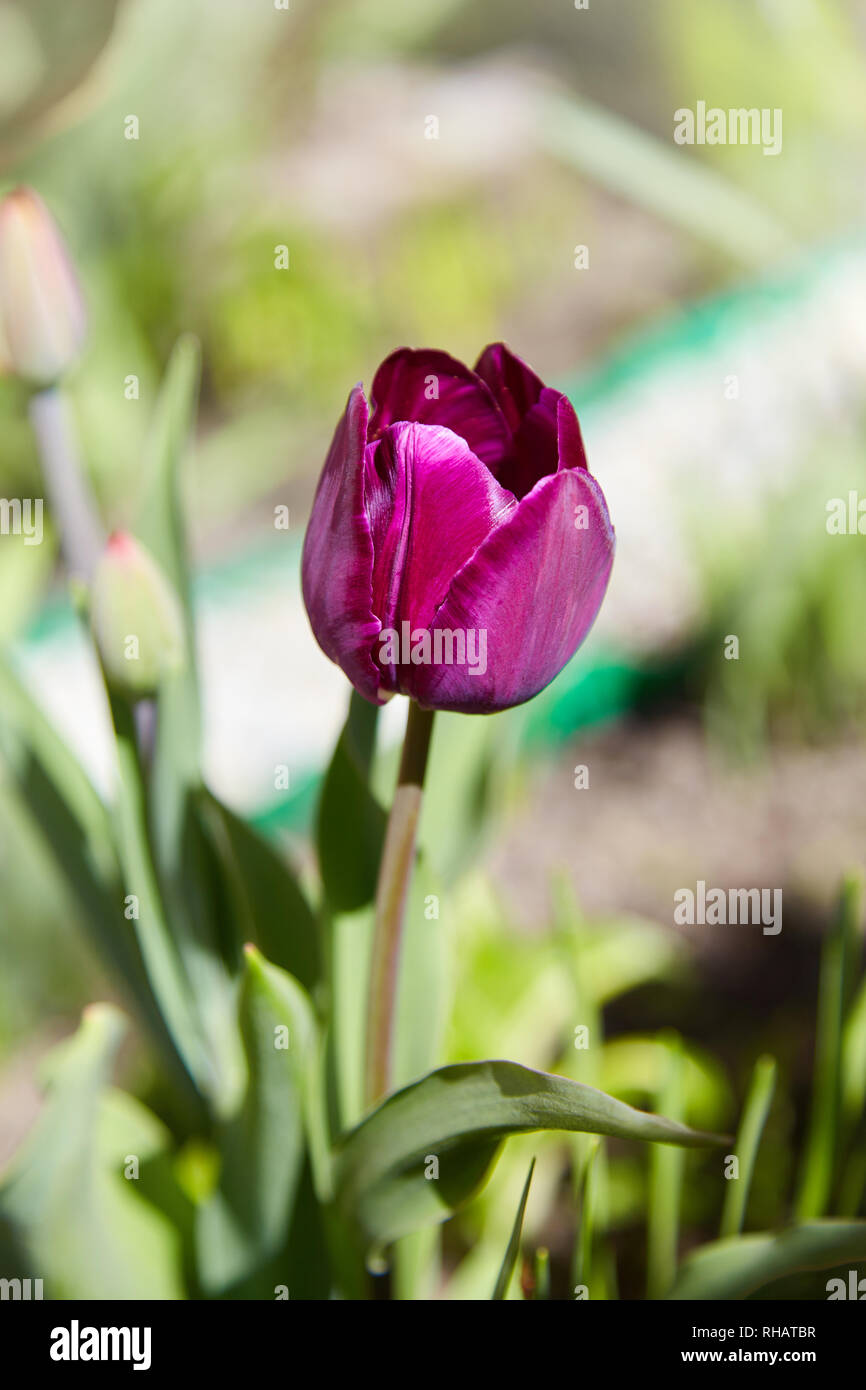 Group of colorful tulips lit by sunlight. Soft selective focus, tulips ...