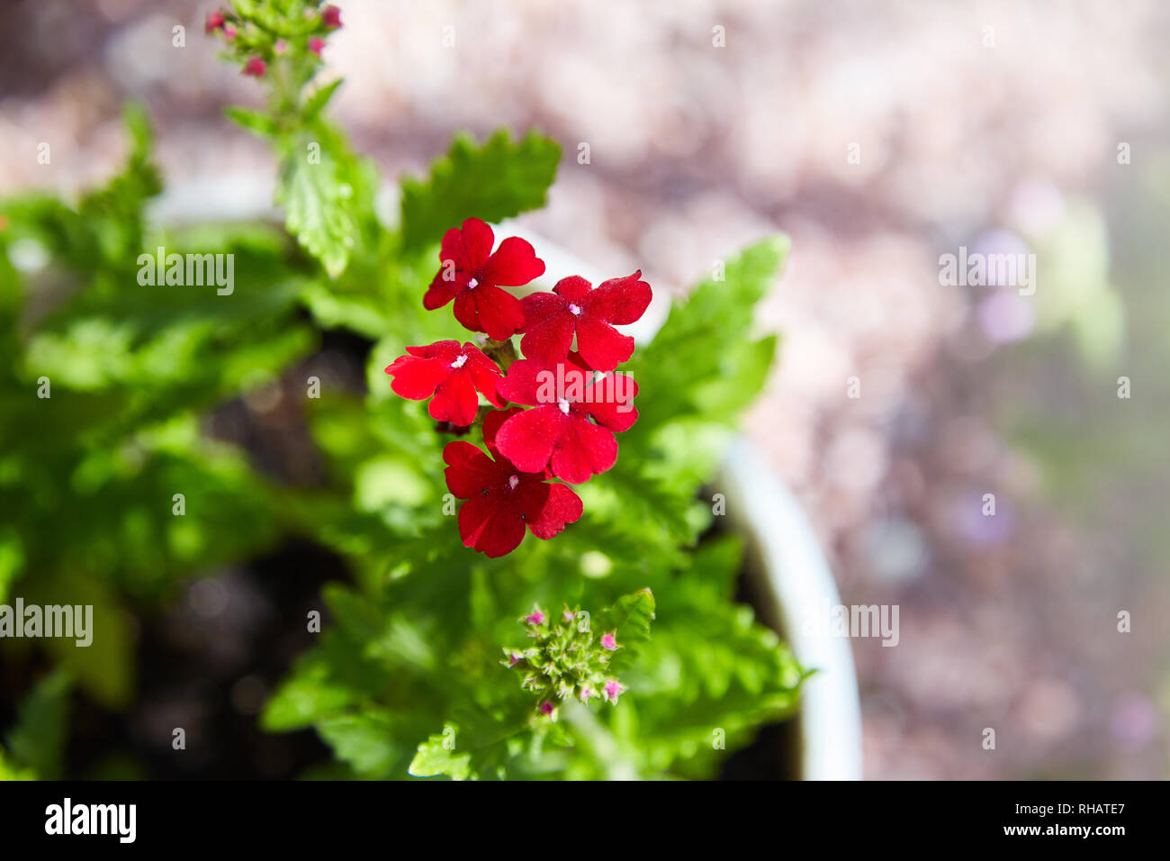 Ivy geraniums hi-res stock photography and images - Alamy
