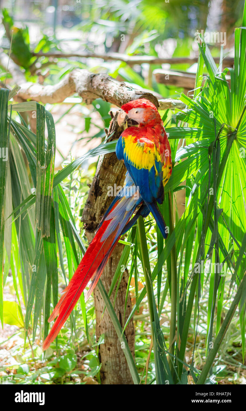 Scarlet macaw hanging from a branch, Yucatan, Mexico Stock Photo - Alamy