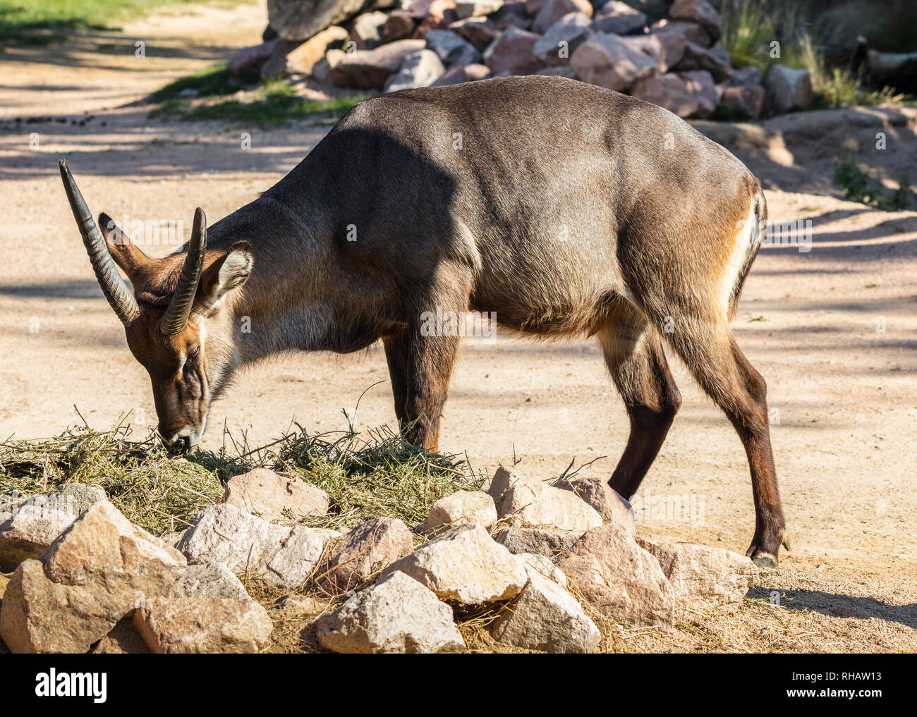 Bovidae Family Stock Photos & Bovidae Family Stock Images - Alamy