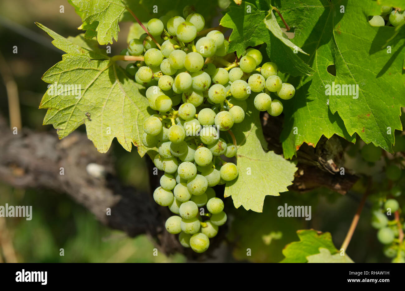 Bunch of unripe green grapes for white wine in English vineyard Stock ...