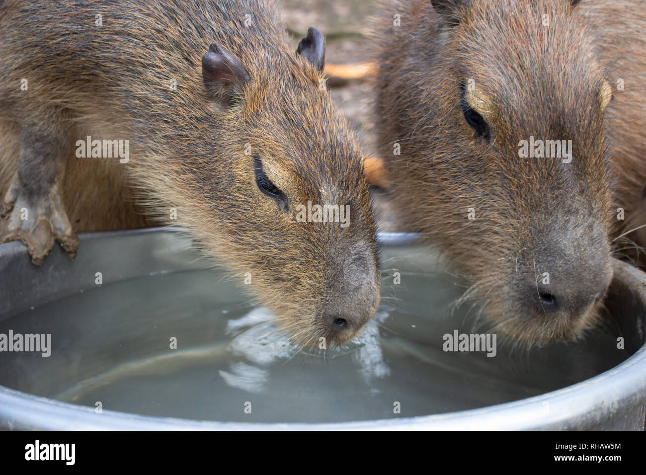 Duo of Capybara drink from a trough Stock Photo - Alamy